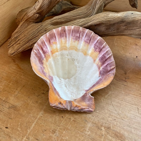 Accents | Beautiful Giant Genuine Lions Paw Seashell | Poshmark